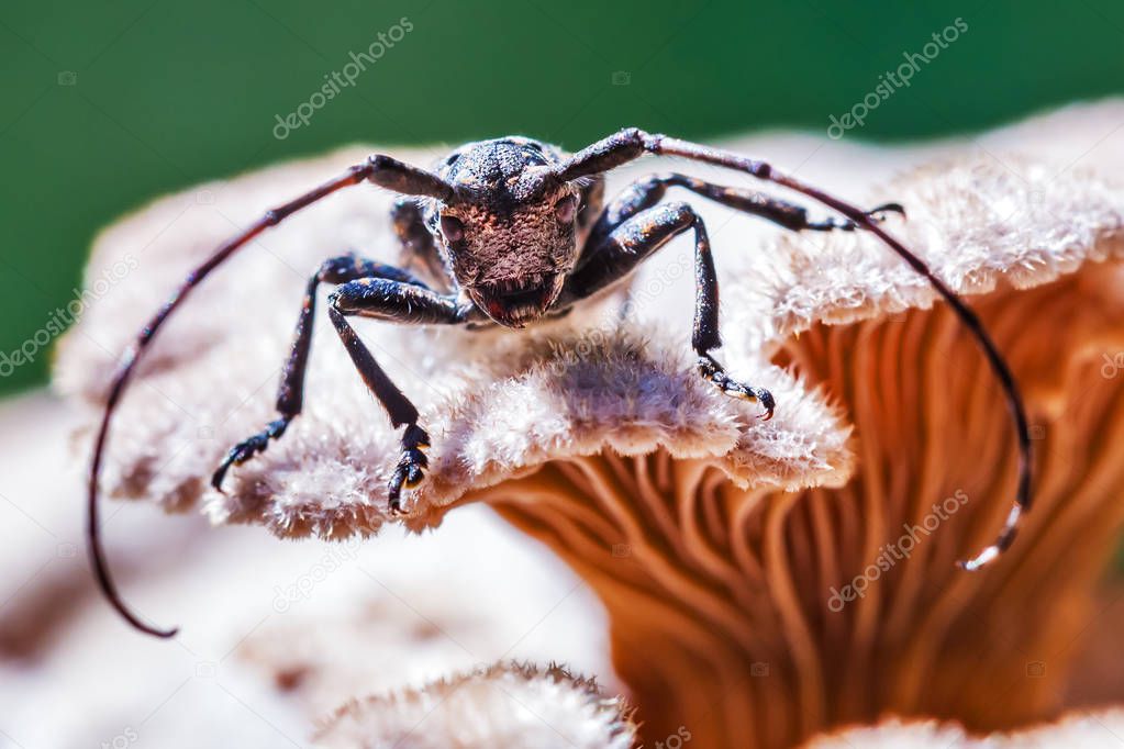 Deltapatents escarabajo Longhorn escarabajo (lat. Mesosa myops) sobre ...