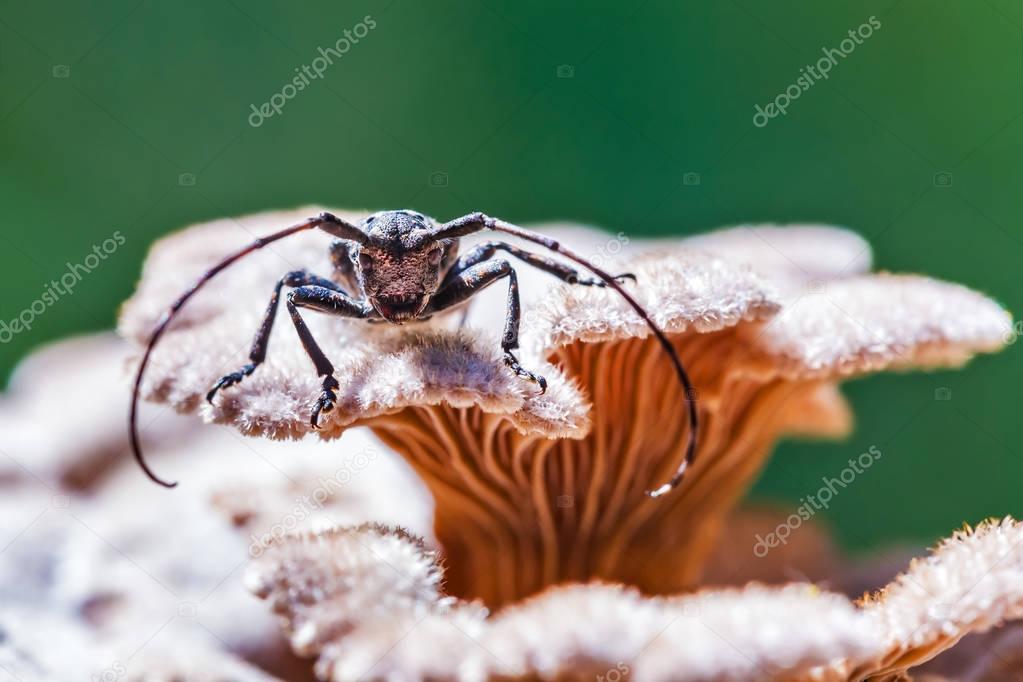 Deltapatents escarabajo Longhorn escarabajo (lat. Mesosa myops) sobre ...