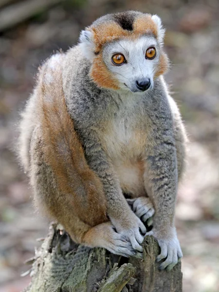 Lémurien rouge images libres de droit, photos de Lémurien rouge ...