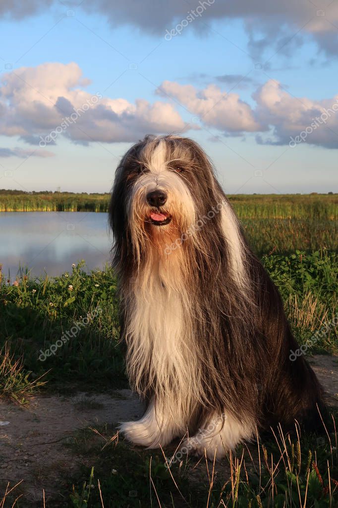Bearded Collie Brown