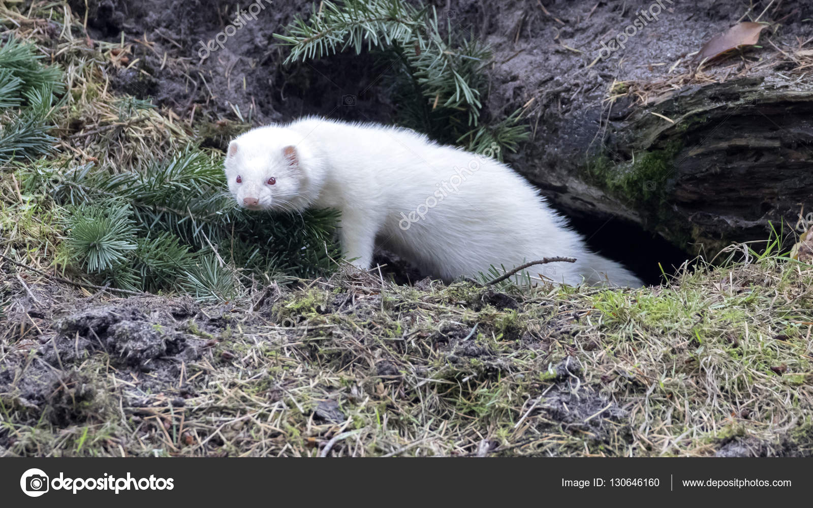 Ferret In White at Oliver Silas blog