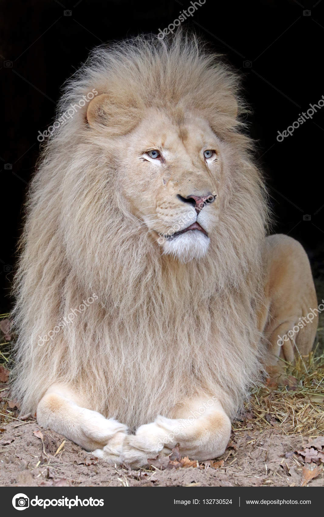 Beautiful White Lion