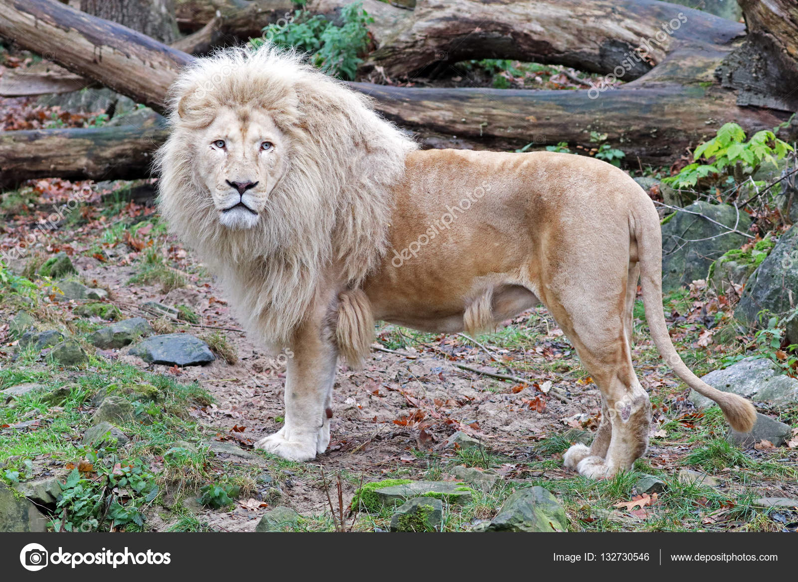 Beautiful White Lion