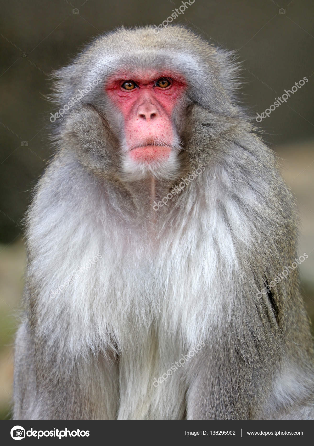 Makak japoński małpa — Zdjęcie stockowe © EBFoto #136295902