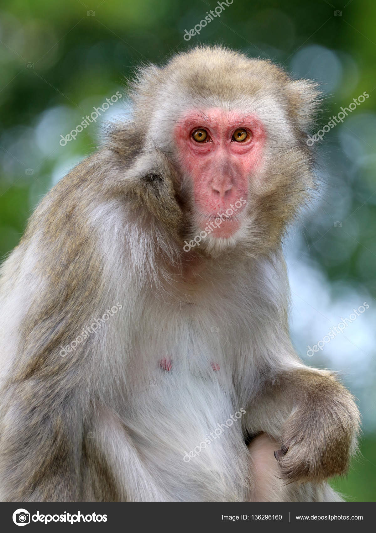 Japanese macaque monkey Stock Photo by ©EBFoto 136296160