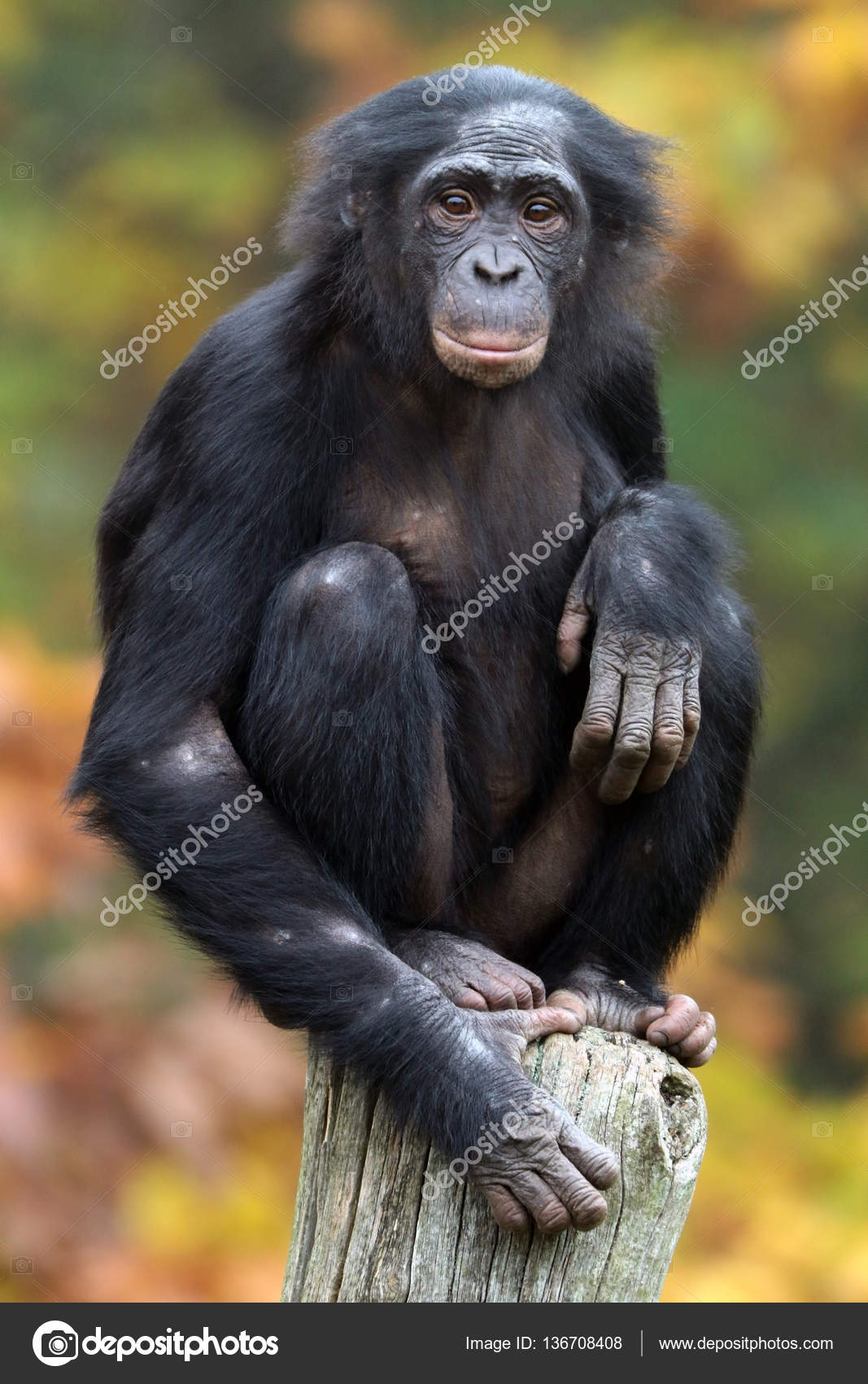 Bonobo monkey in nature habitat Stock Photo by ©EBFoto 136708408