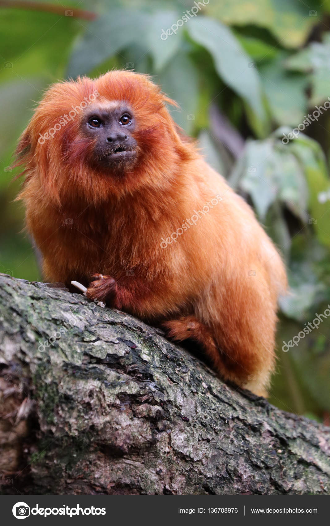 Golden lion tamarin Stock Photo by ©EBFoto 136708976