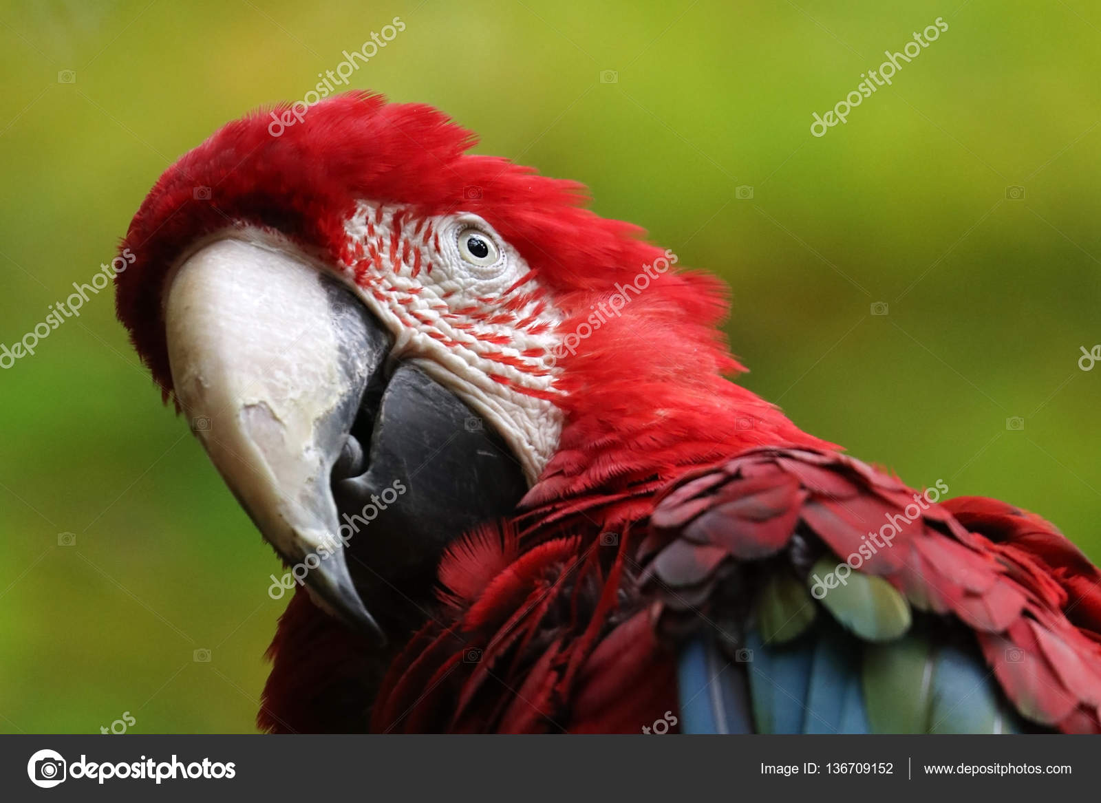Beautiful Macaw parrot — Stock Photo © EBFoto #136709152