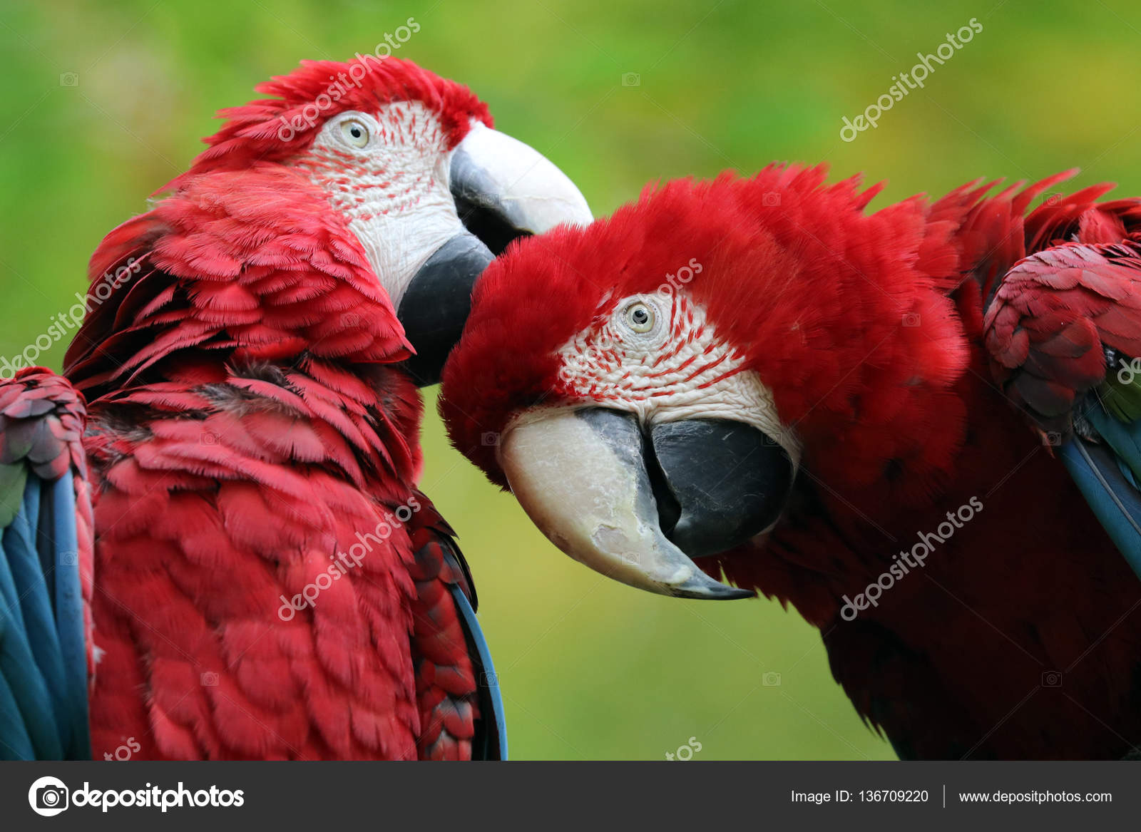 Beautiful parrots Macaw — Stock Photo © EBFoto #136709220