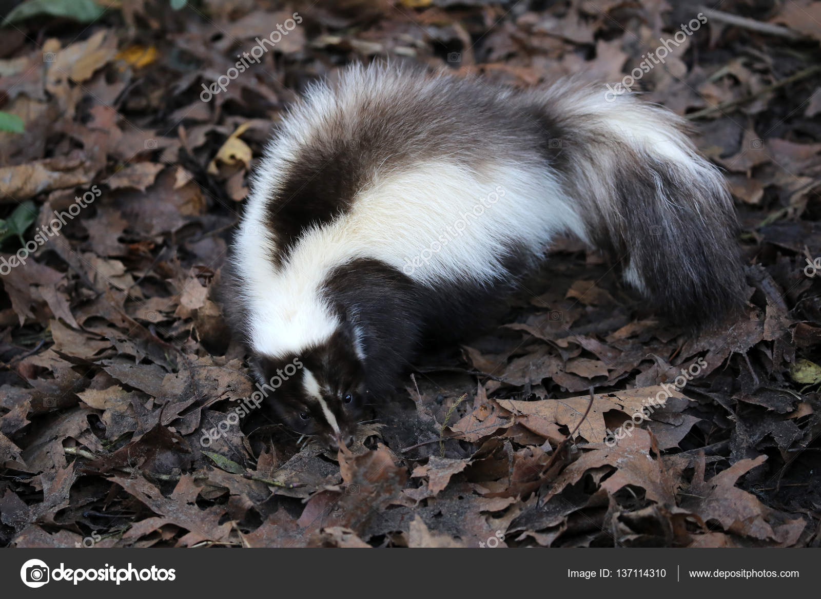 Wild Skunk in nature Stock Photo by ©EBFoto 137114310