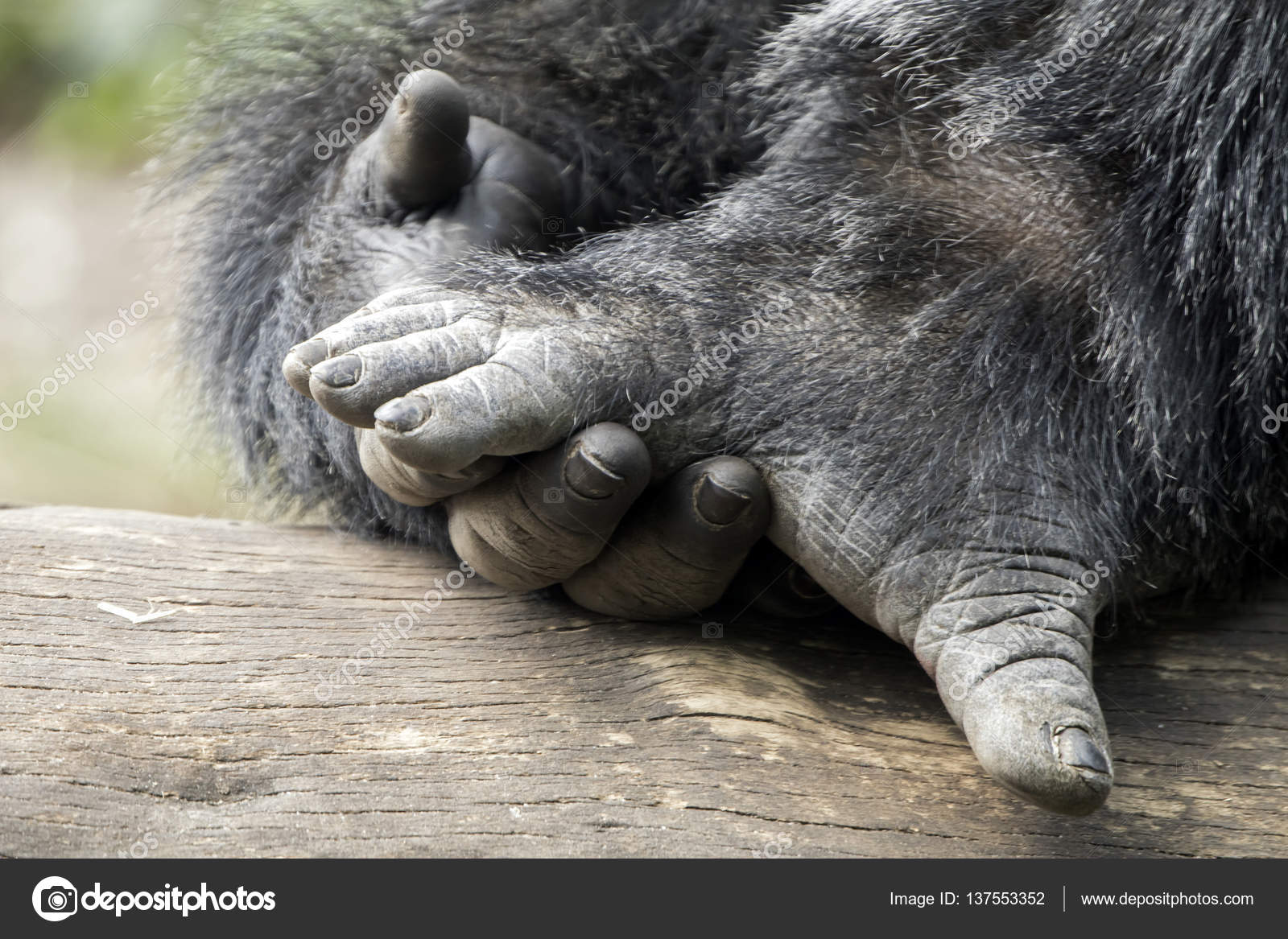 Gorilla Hand