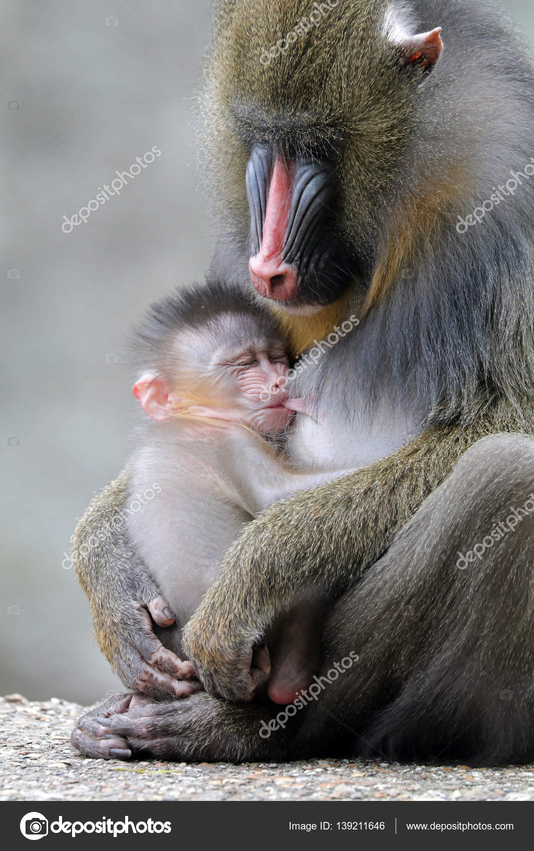 Baby Mandrill Monkey