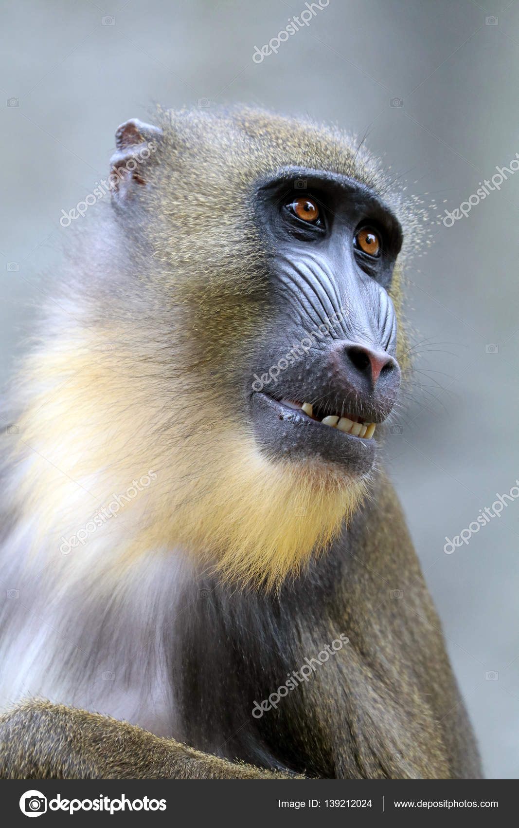 Primate, male Mandrill Stock Photo by ©EBFoto 139212024