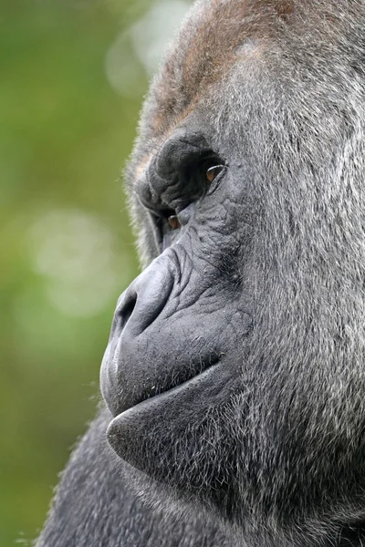 Gorilla smiling images Stock Photos, Royalty Free Gorilla smiling ...