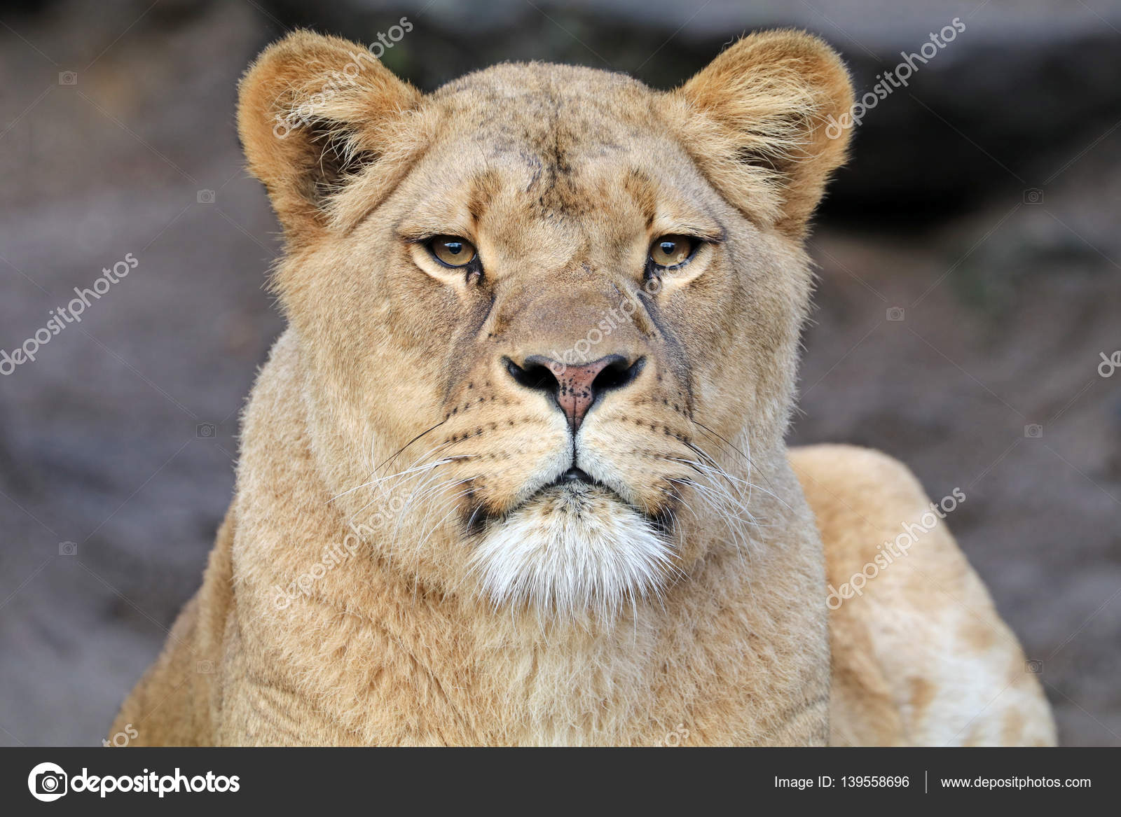 Beautiful african Lioness — Stock Photo © EBFoto #139558696