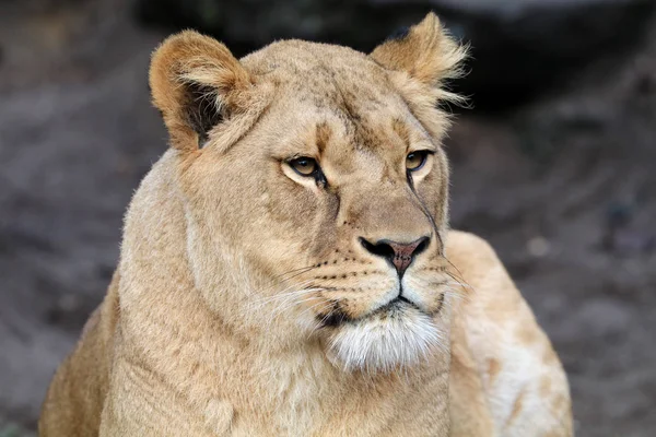 Beautiful african Lioness — Stock Photo © EBFoto #139558696