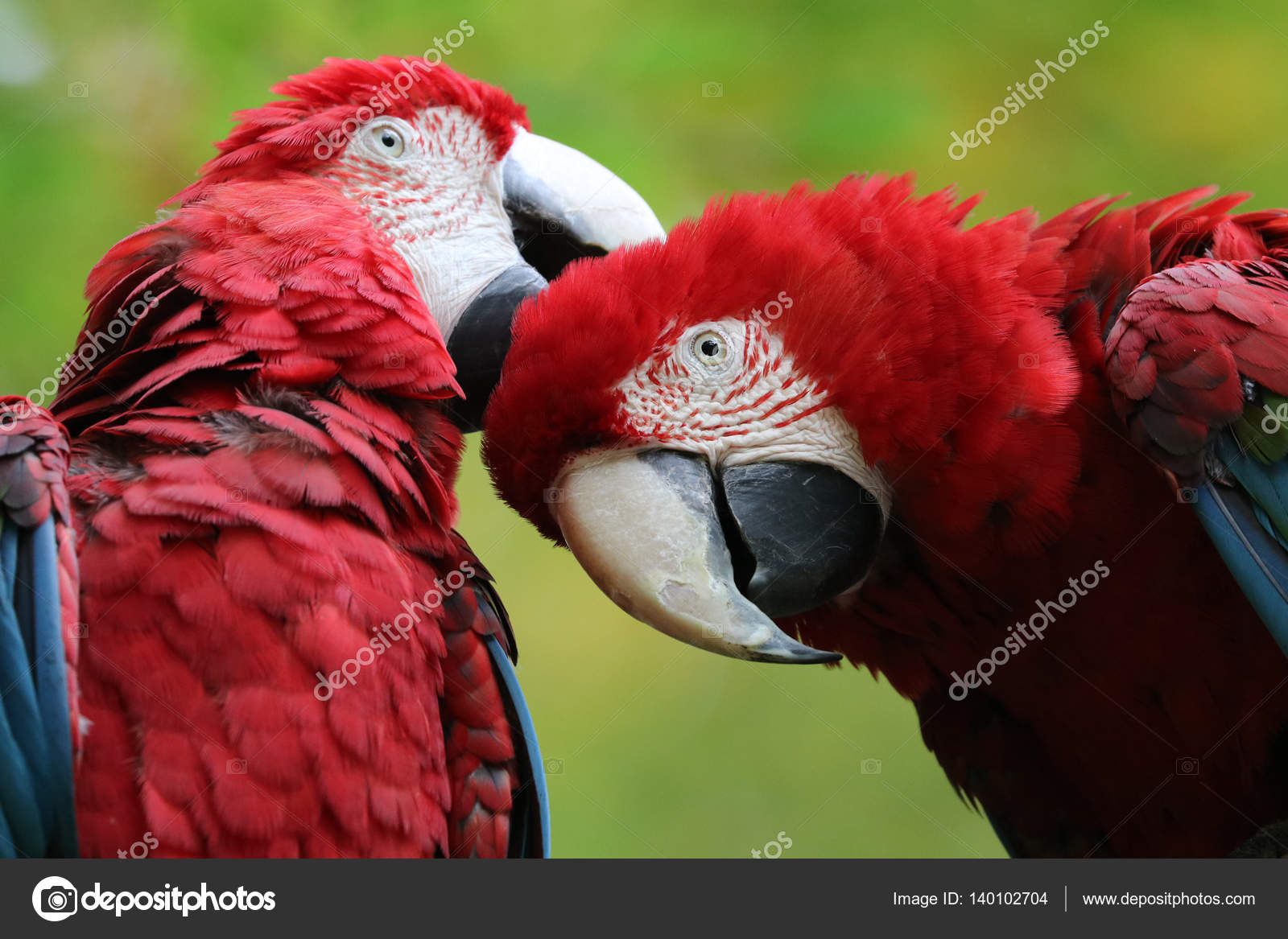 Wild Macaw birds Stock Photo by ©EBFoto 140102704