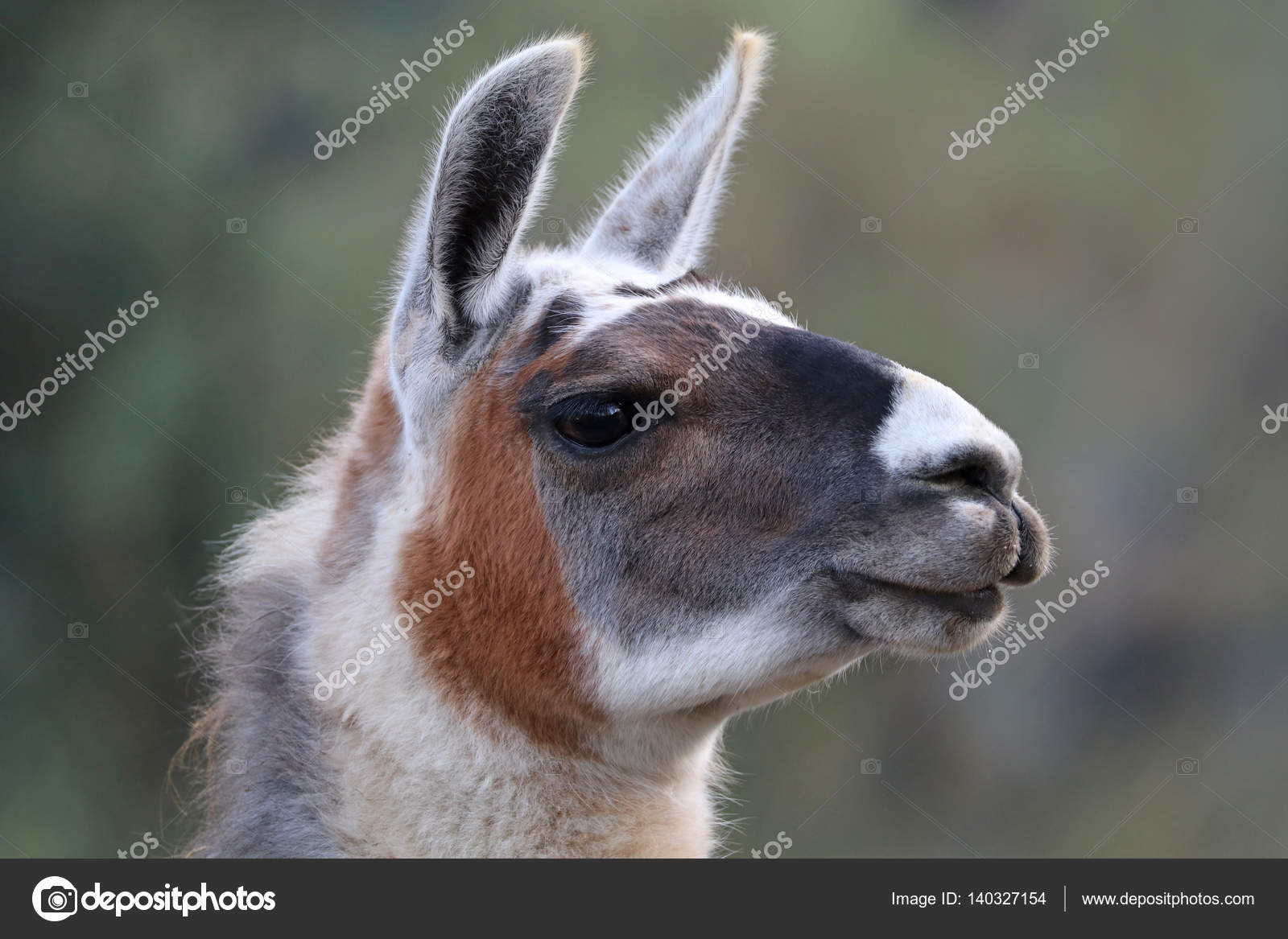 Wild Lama in nature Stock Photo by ©EBFoto 140327154