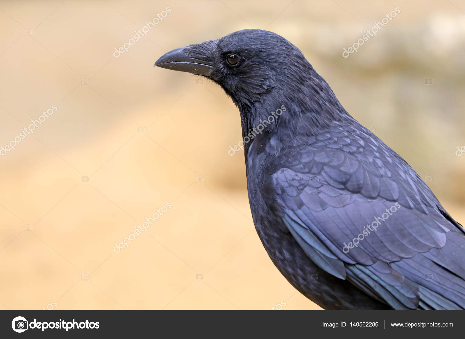 Wild crow in nature — Stock Photo © EBFoto #140562286