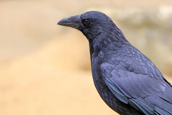 Bird droppings Stock Photos, Royalty Free Bird droppings Images ...