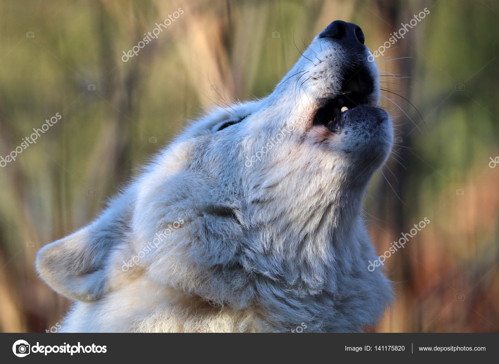 Wolf Howling Side View