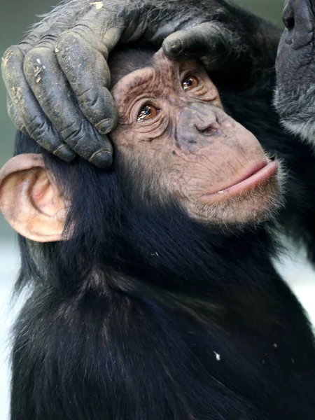 Baby chimpanzee Stock Photos, Royalty Free Baby chimpanzee Images ...
