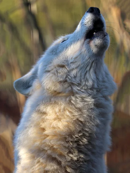 ᐈ Wolf howling stock pictures, Royalty Free white wolf howling images ...
