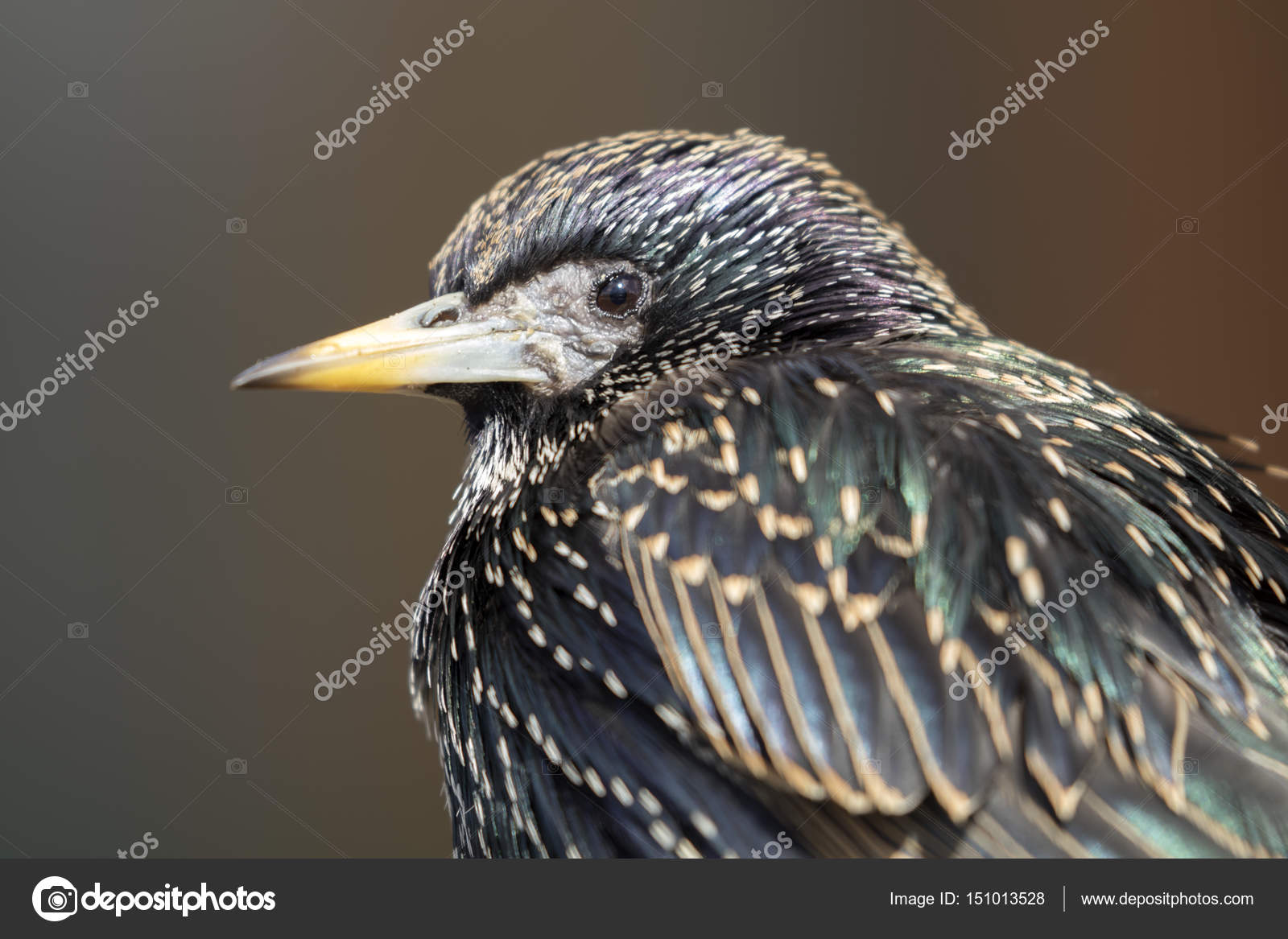 Cute black starling bird — Stock Photo © EBFoto #151013528