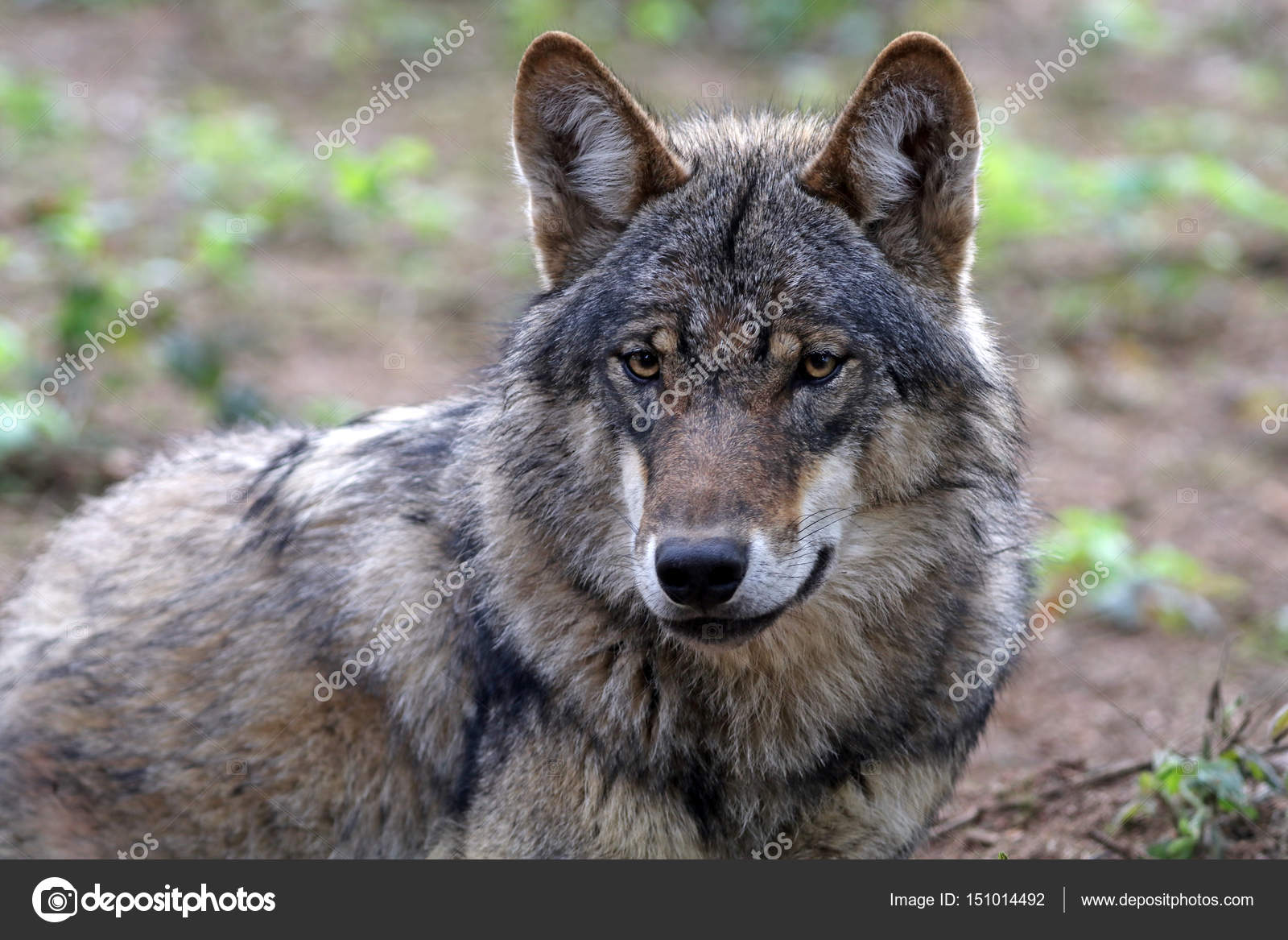 Wild Eurasian wolf Stock Photo by ©EBFoto 151014492