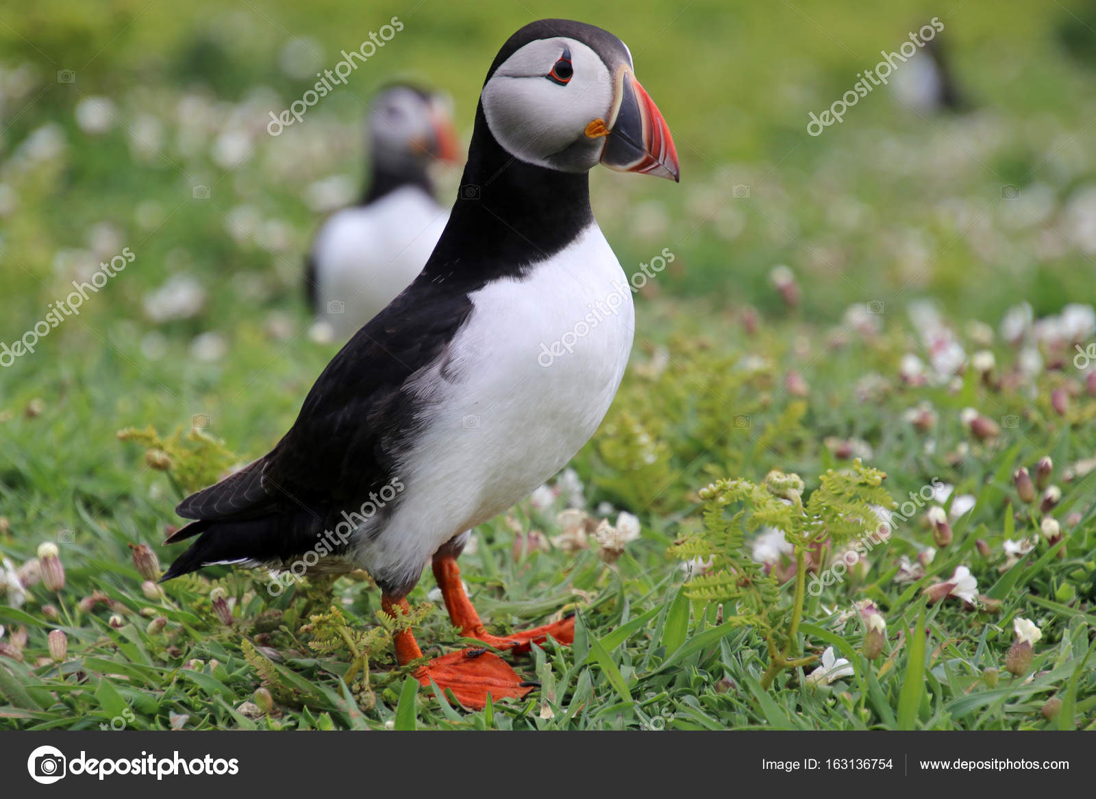 Puffin birds at nature Stock Photo by ©EBFoto 163136754