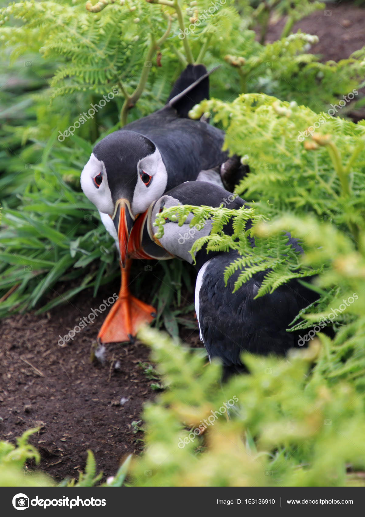 Puffin birds at nature Stock Photo by ©EBFoto 163136910