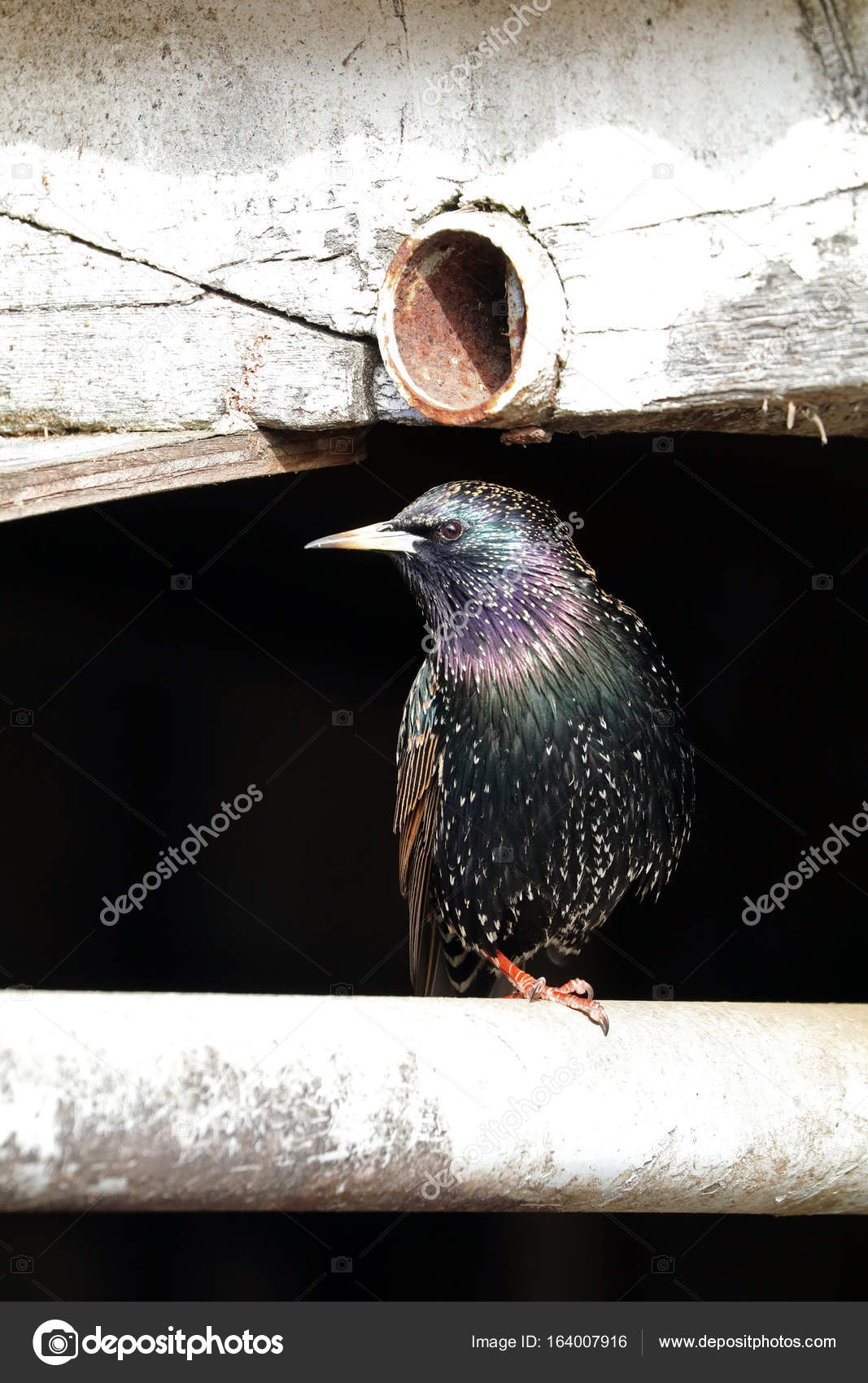 Common starling bird Stock Photo by ©EBFoto 164007916