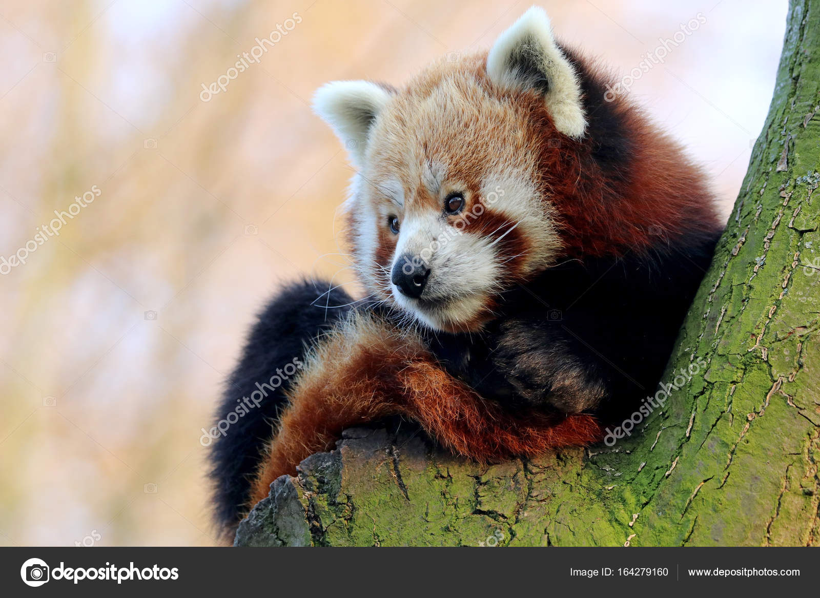 Cute red panda Stock Photo by ©EBFoto 164279160