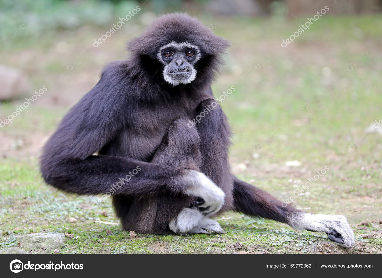 White-handed gibbon Stock Photo by ©EBFoto 169772362