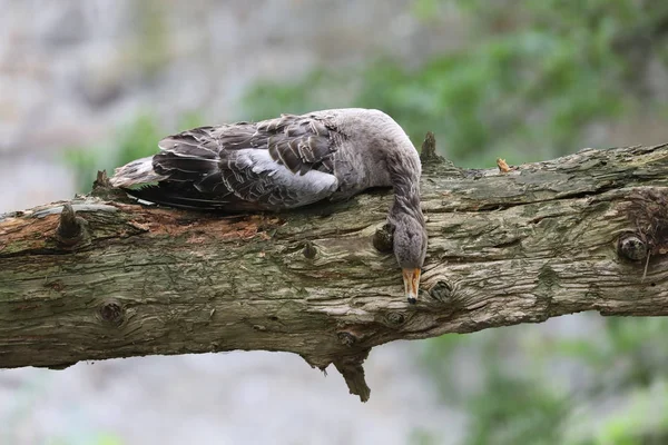 Goose skin Stock Photos, Royalty Free Goose skin Images | Depositphotos®