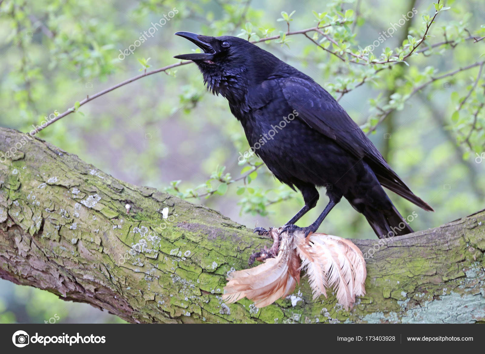 View of crow in nature Stock Photo by ©EBFoto 173403928