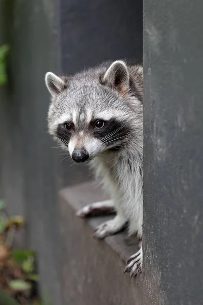 Funny raccoon Stock Photos, Royalty Free Funny raccoon Images ...