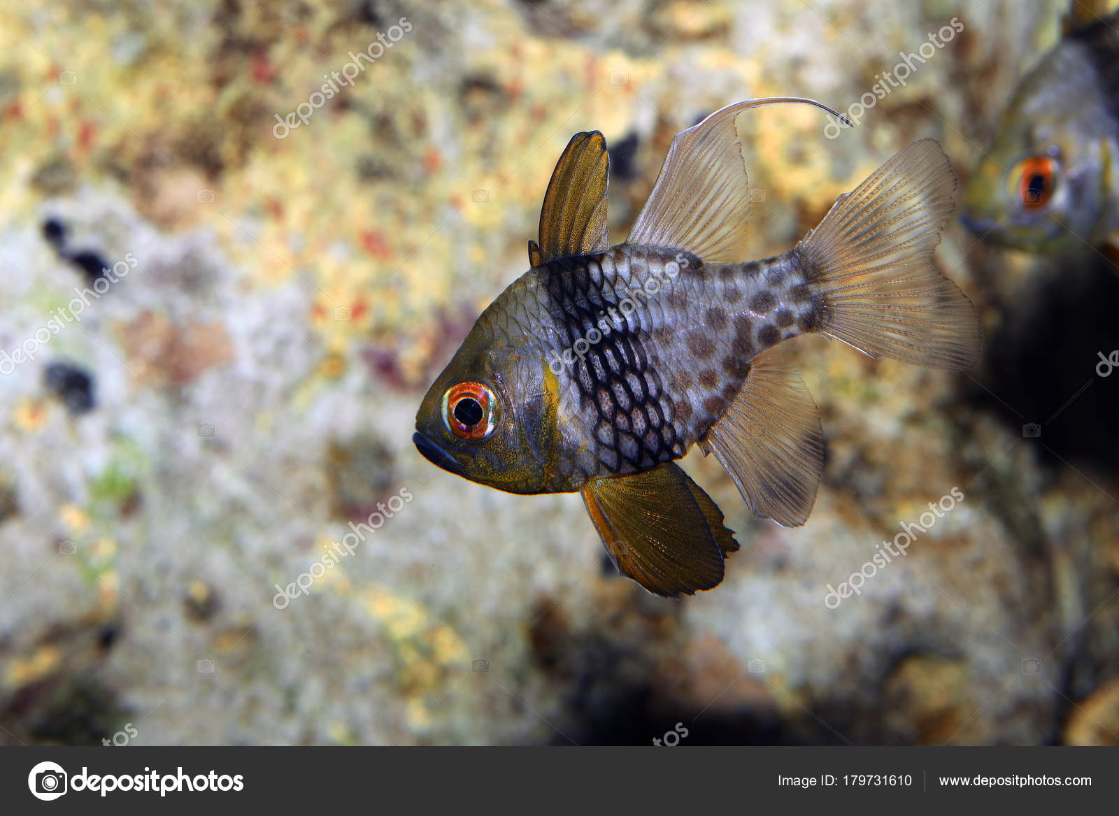Beautiful Salt Water Fish Background Stock Photo by ©EBFoto 179731610