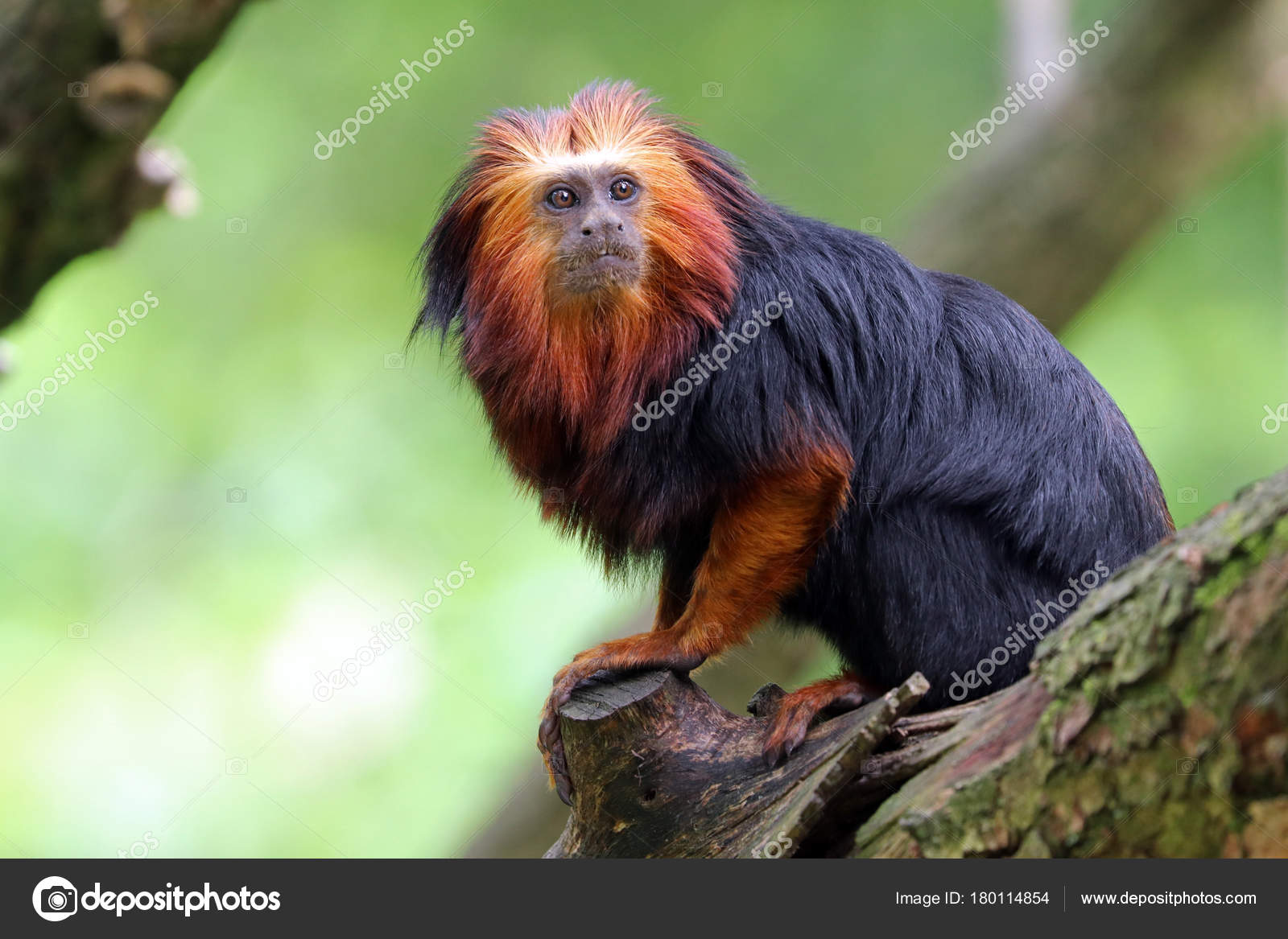 Lion Tamarin Portrait Background Stock Photo by ©EBFoto 180114854