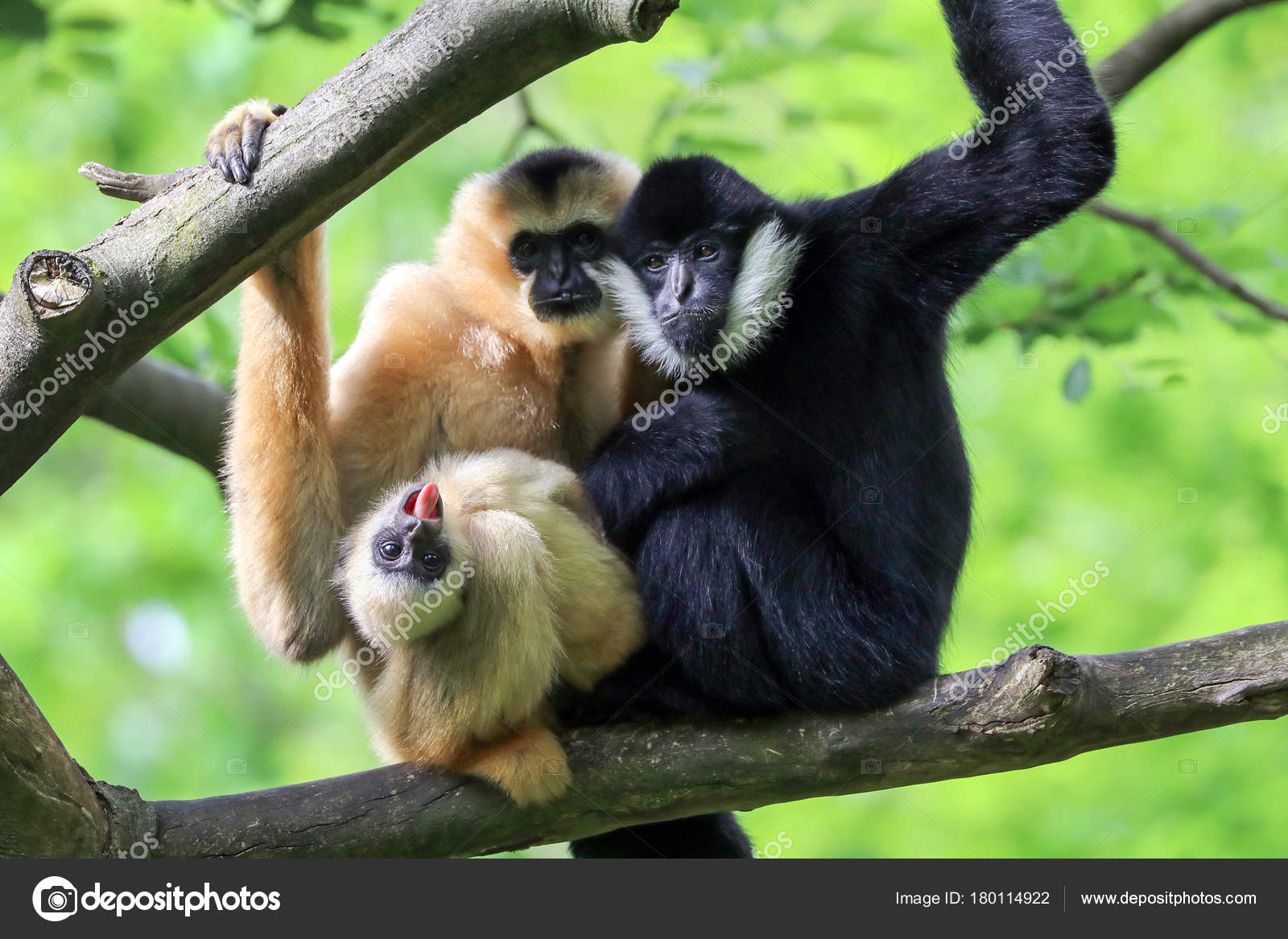 Yellow Cheeked Gibbons Background Stock Photo by ©EBFoto 180114922