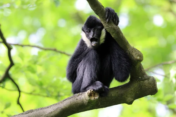 Siamang gibbon female Stock Photos, Royalty Free Siamang gibbon female ...