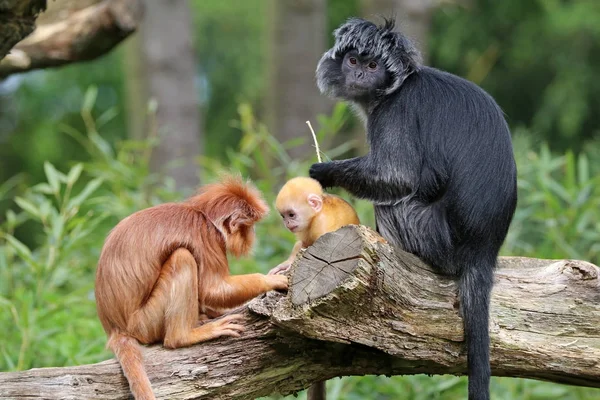 Langur de java Stock Photos, Royalty Free Langur de java Images ...