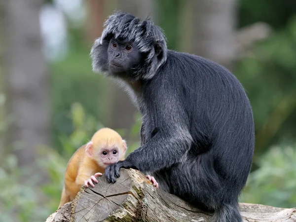 Langur de java Stock Photos, Royalty Free Langur de java Images ...