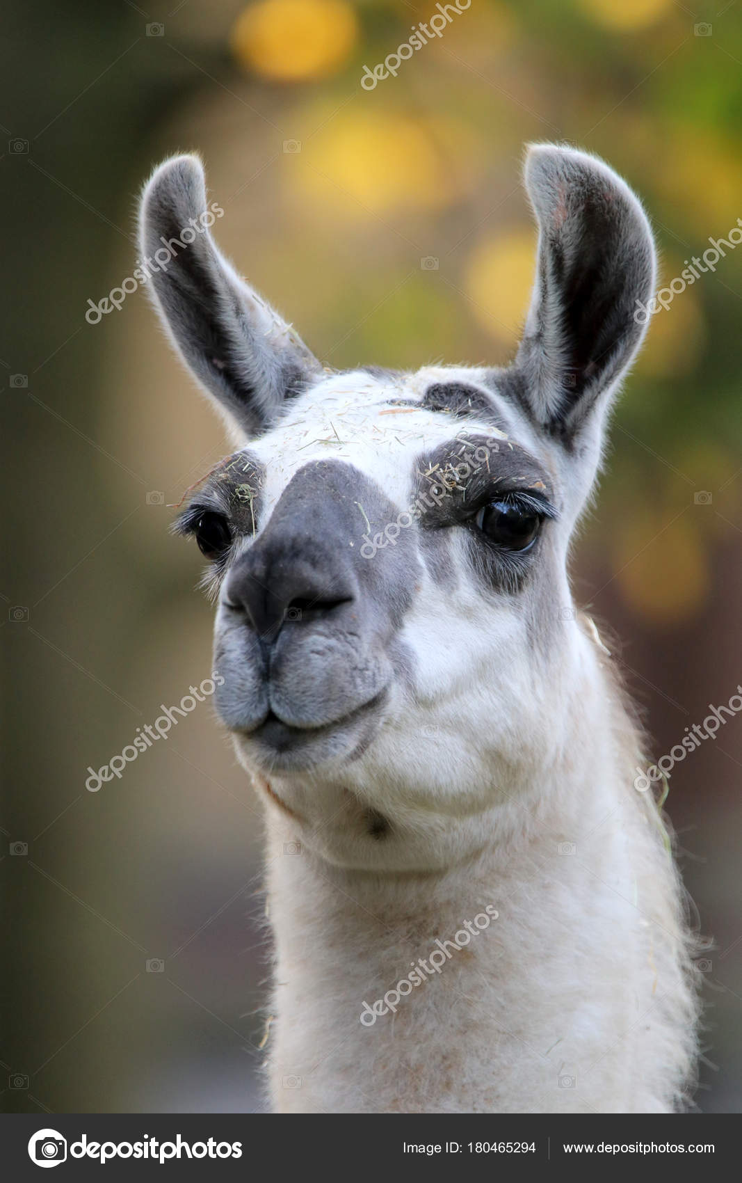 Cute Lama Animal Background — Stock Photo © EBFoto #180465294