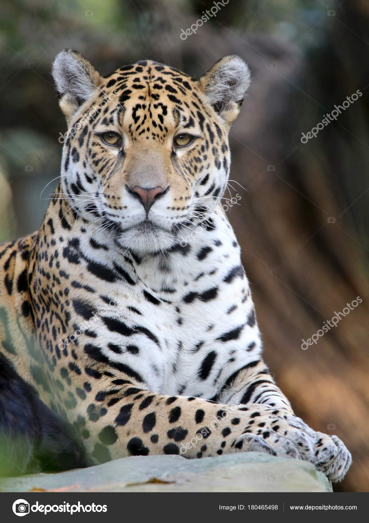 Big Jaguar Animal Background Stock Photo by ©EBFoto 180465498 Big Jaguar Animal Background Stock Photo by ©EBFoto 180465498