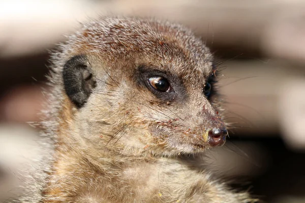 ᐈ Mongoose stock images, Royalty Free mongoose pictures photos ...