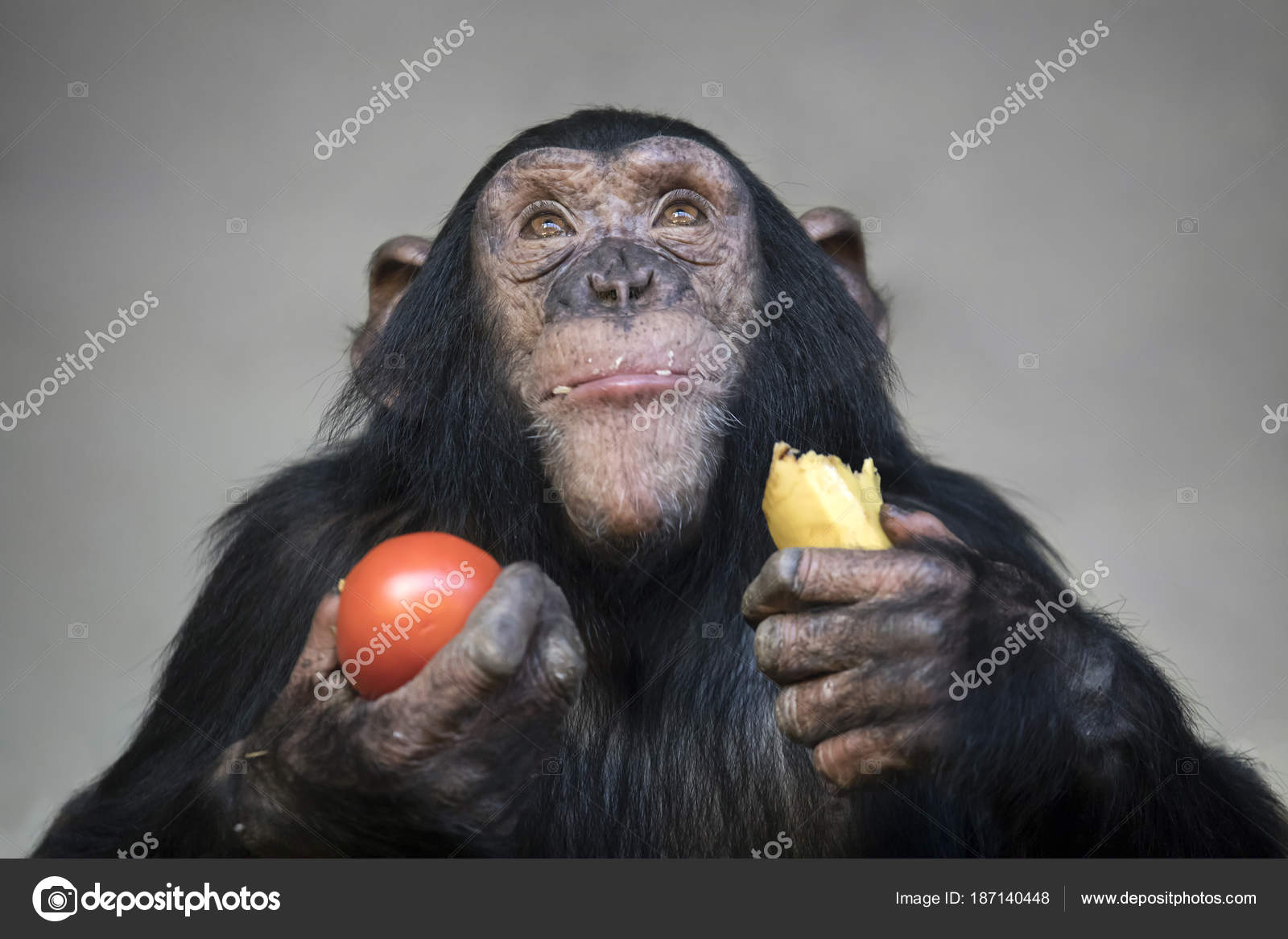 Sjimpanser Som Spiser Får Bananhjelp Fra Julius