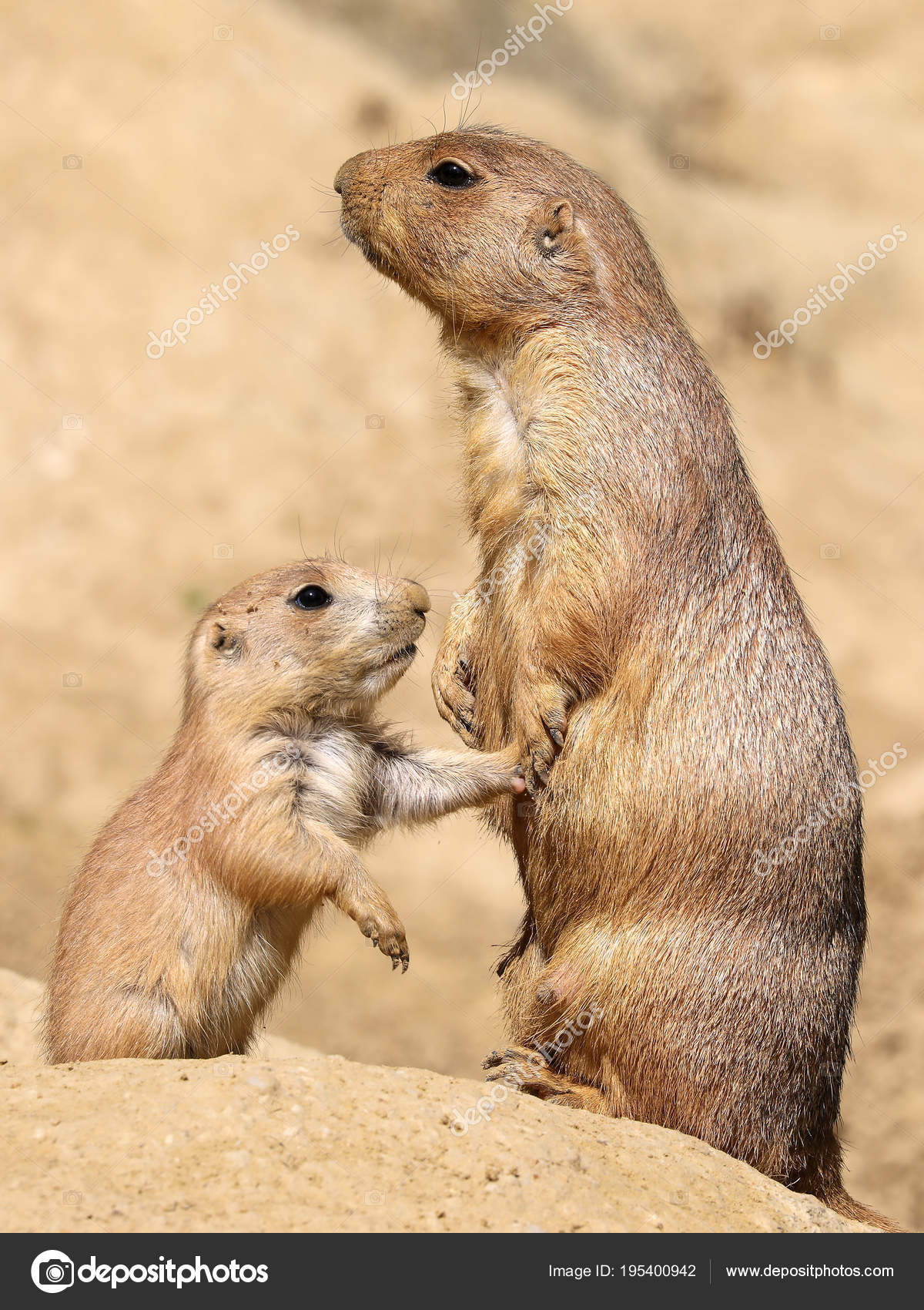 Baby Black Tailed Prairie Dog