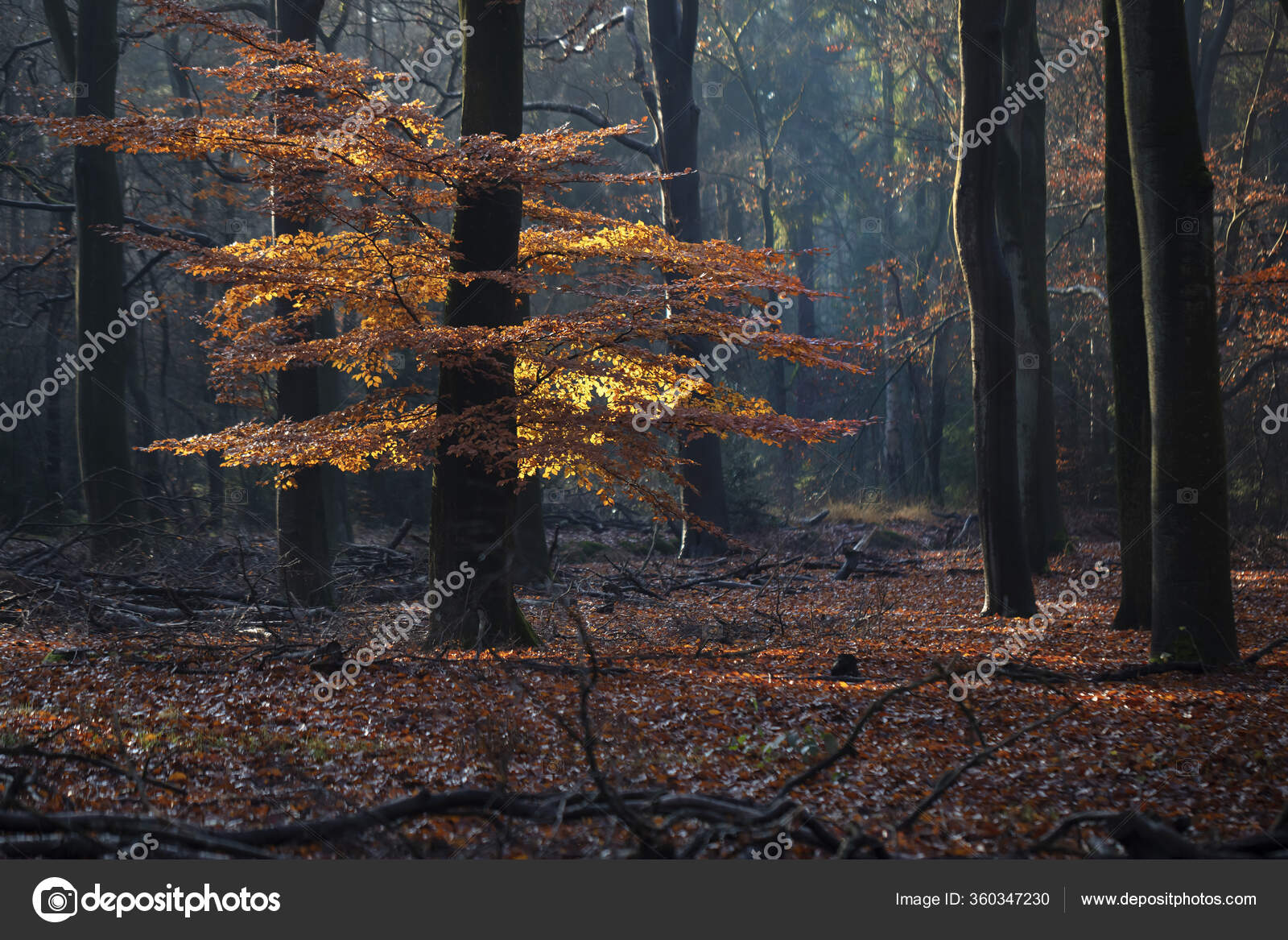 Landscape Autumnal Forest Daytime — Stock Photo © EBFoto #360347230