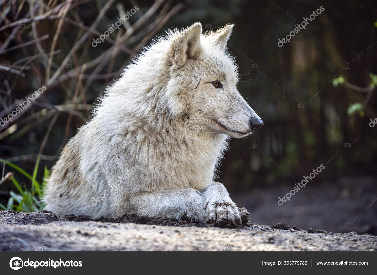 White Wolf Lying Down